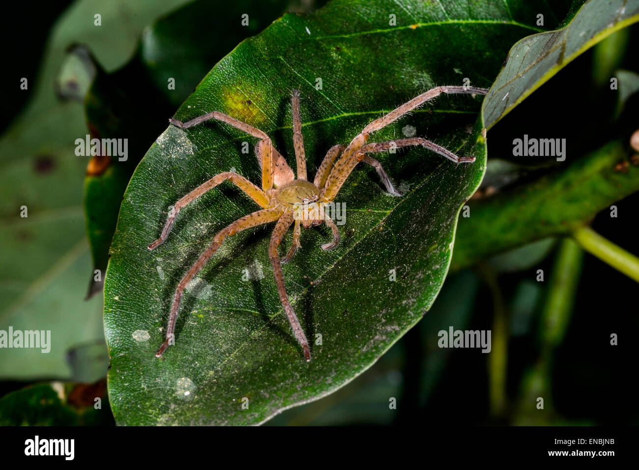 Huntsman spider hi-res stock photography and images - Alamy