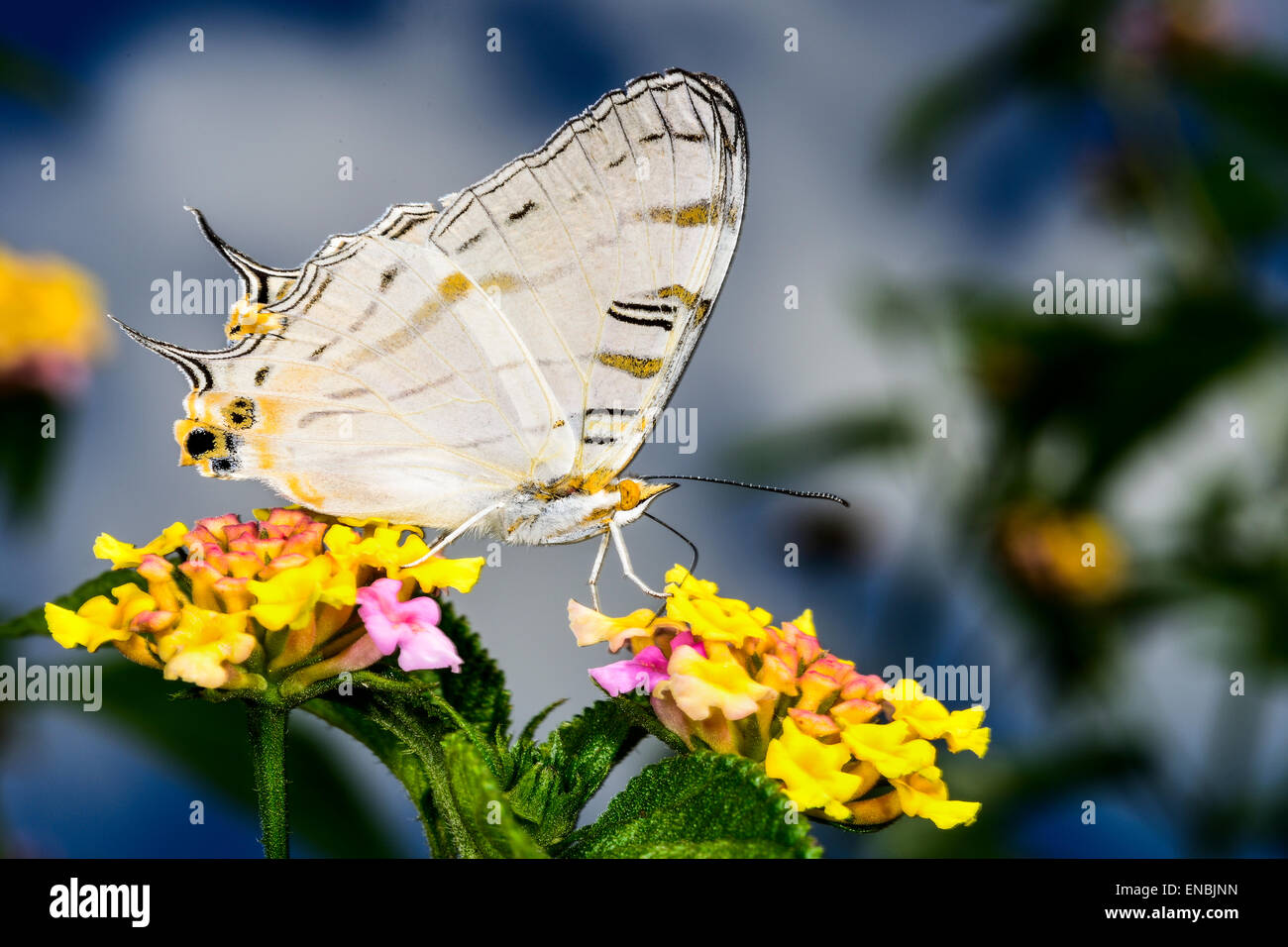 African map butterfly hi-res stock photography and images - Alamy
