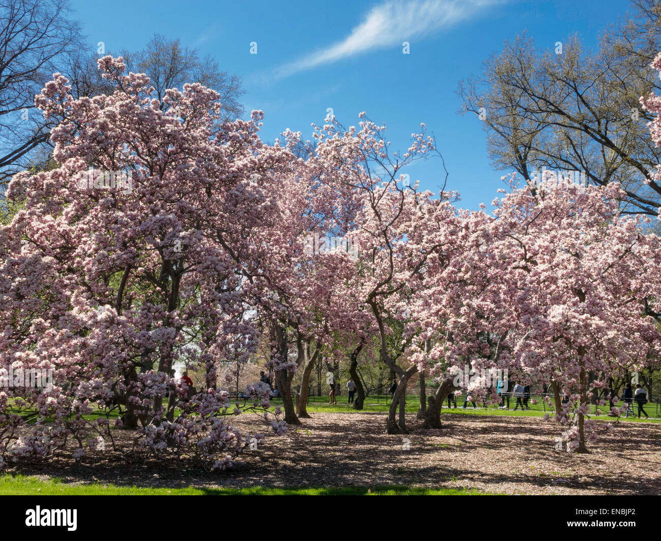 Blooming Cherry Trees in Central Park in Springtime, NYC, USA Stock ...