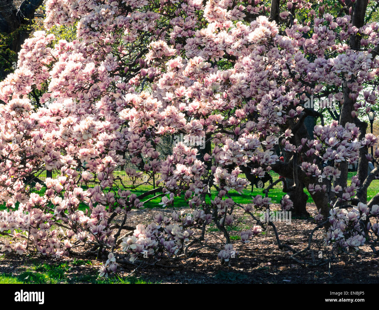 Blooming Cherry Trees in Central Park in Springtime, NYC, USA Stock ...