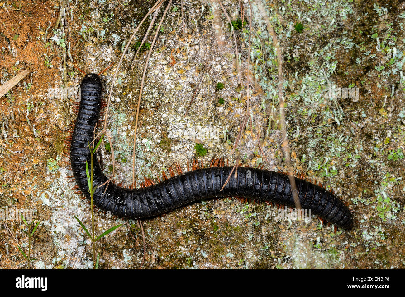 Red millipede hi-res stock photography and images - Alamy