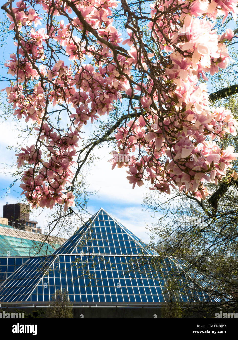 The Metropolitan Museum of Art and Flowering Cherry Tree in Central ...