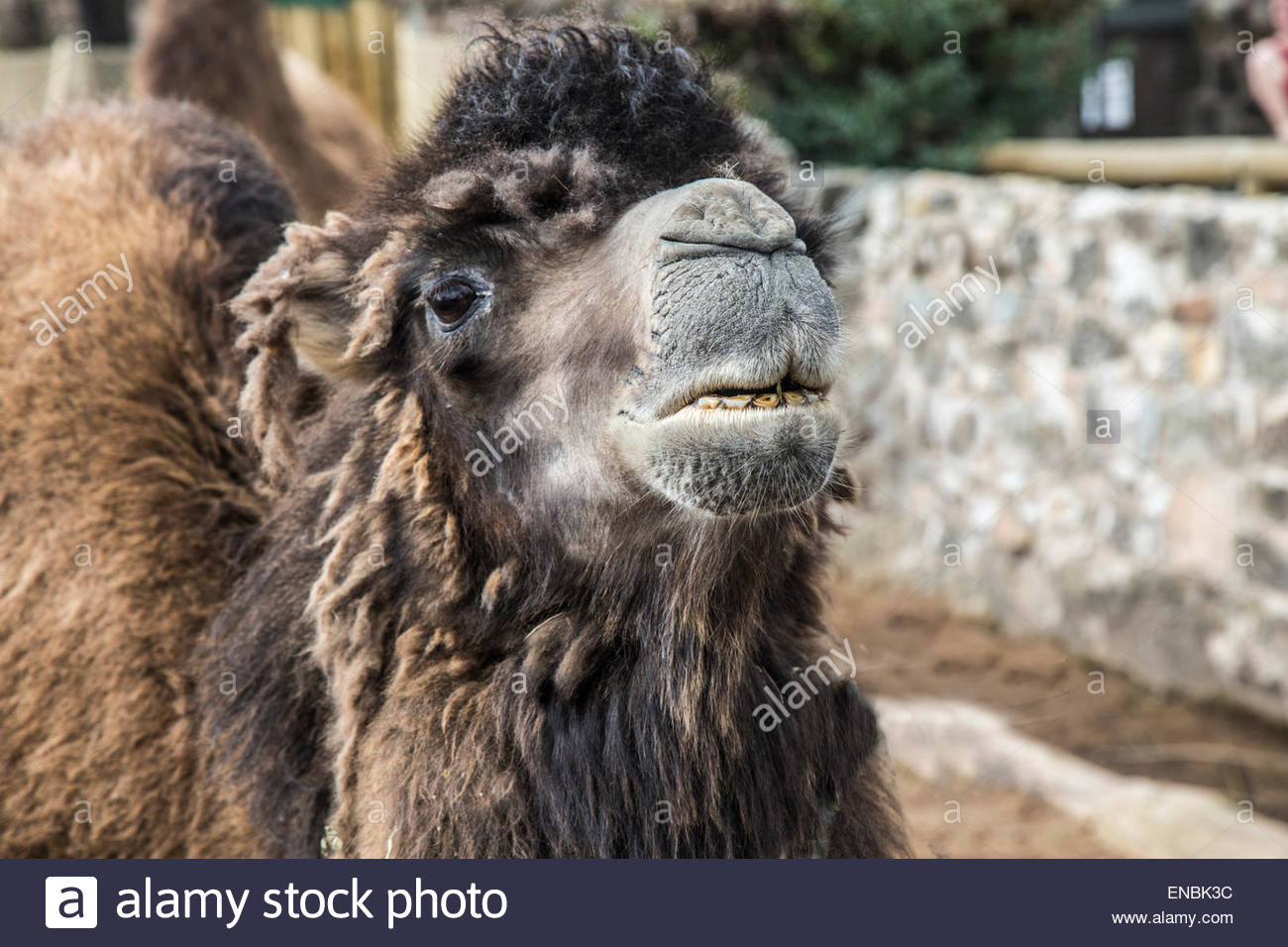Arabian Camel Eyelashes High Resolution Stock Photography and Images ...