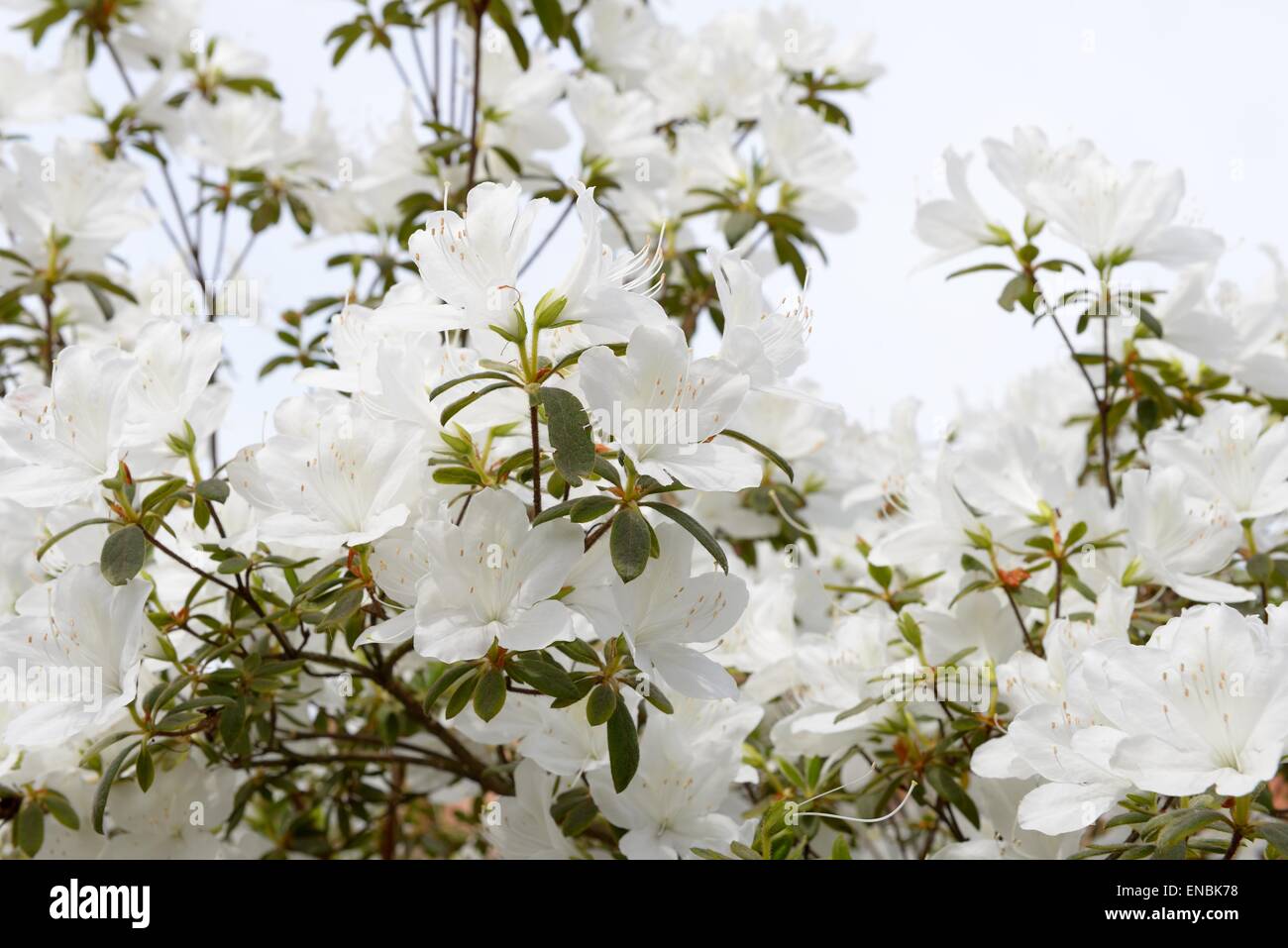 White flowering Azalea Stock Photo - Alamy