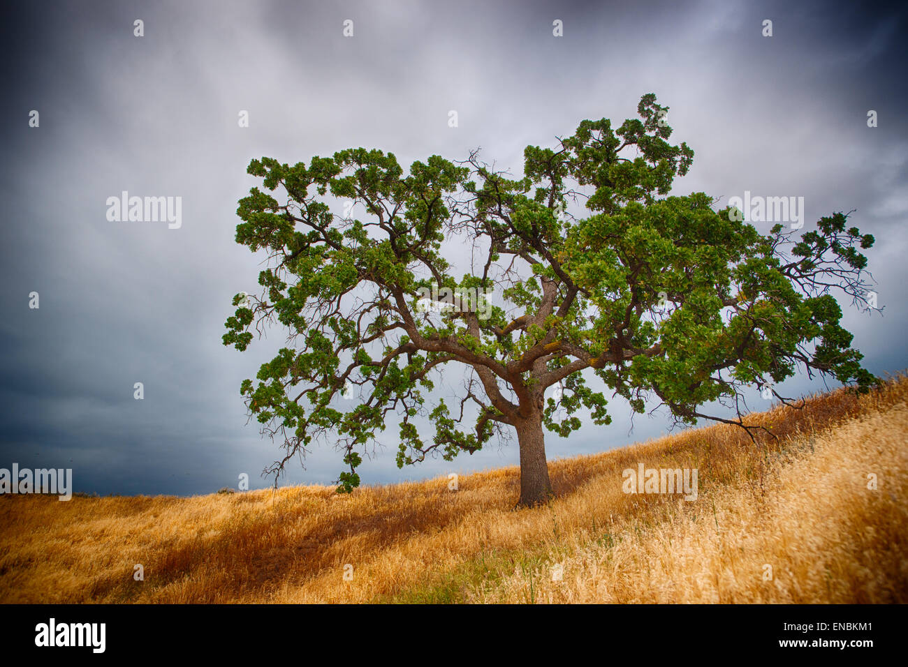 Single southern California oak tree grows on hillside above a grassy ...