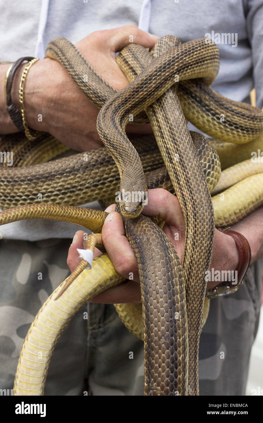 Year snakes hi-res stock photography and images - Alamy
