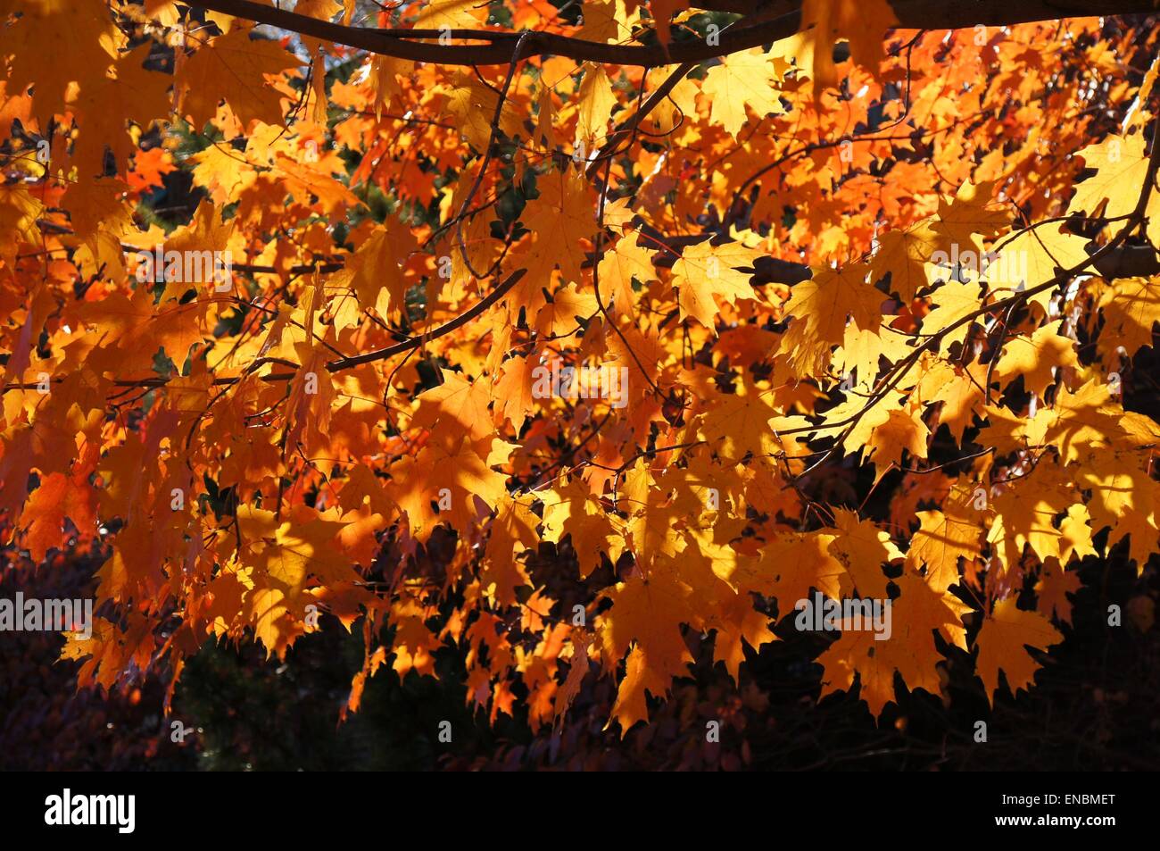 Bright yellow autumn foliage background Stock Photo - Alamy