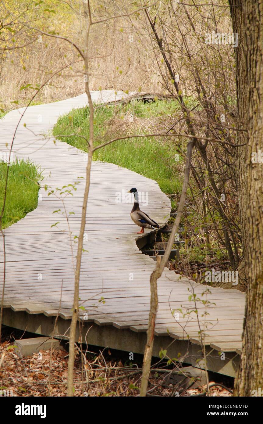 Duck on a path hi-res stock photography and images - Alamy