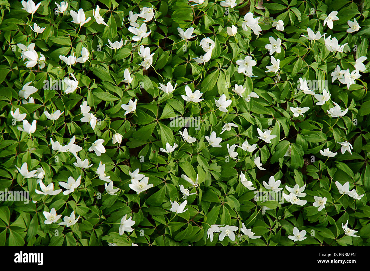 White liverleaf background Stock Photo - Alamy