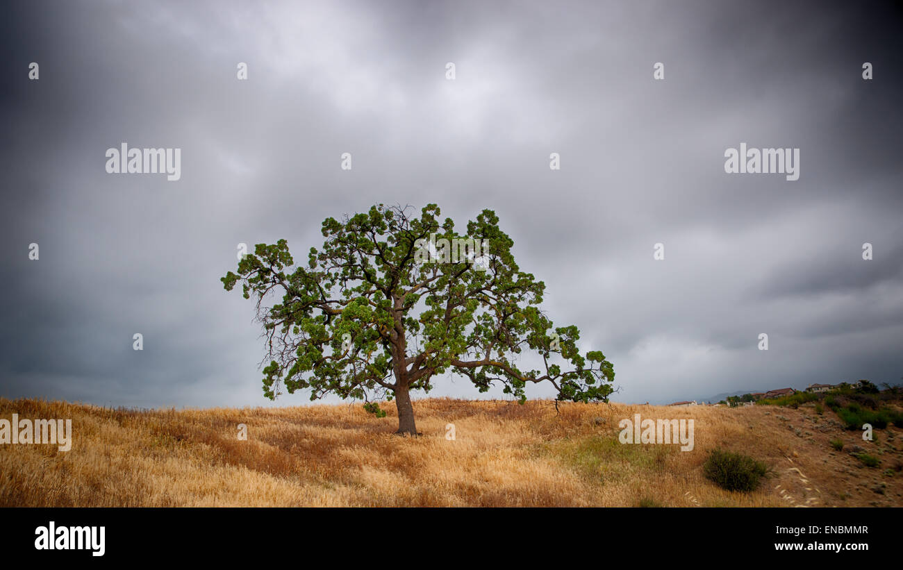 California Oak Tree grows on a grasy ridge line Stock Photo - Alamy