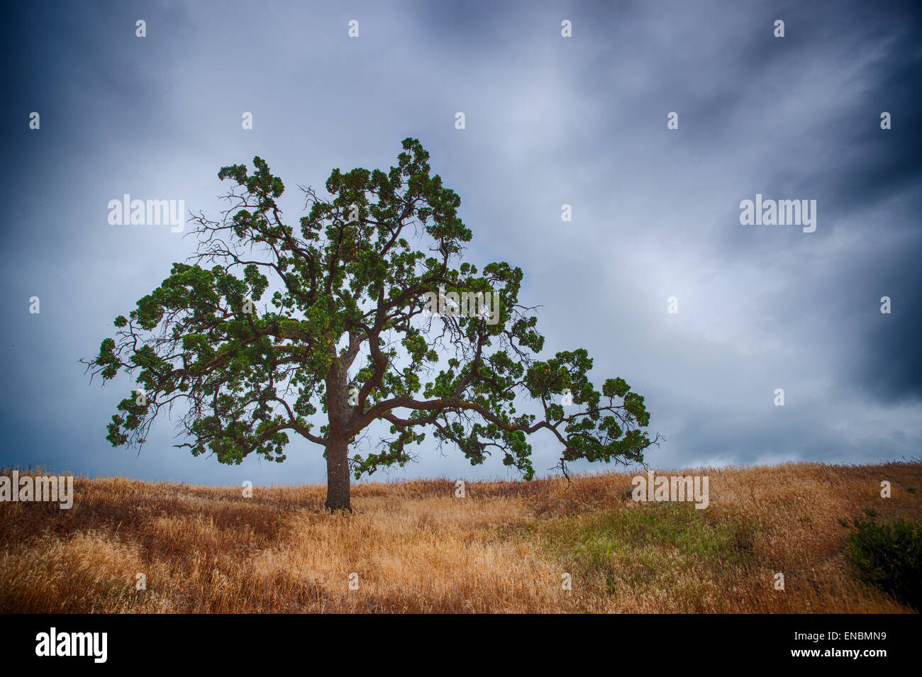 Single trunk of a mighty tree hi-res stock photography and images - Alamy