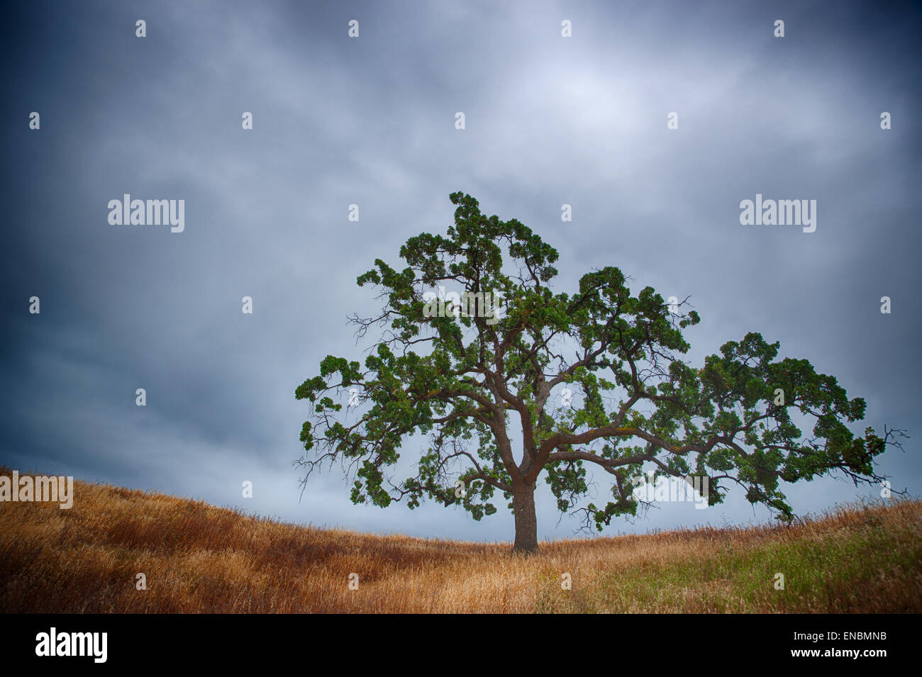 Live green oak tree grows on a grassy ridge under a cloudy sky Stock ...