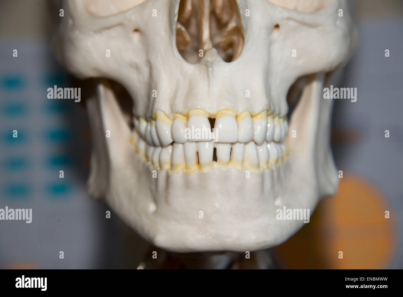 head of skeleton Stock Photo - Alamy