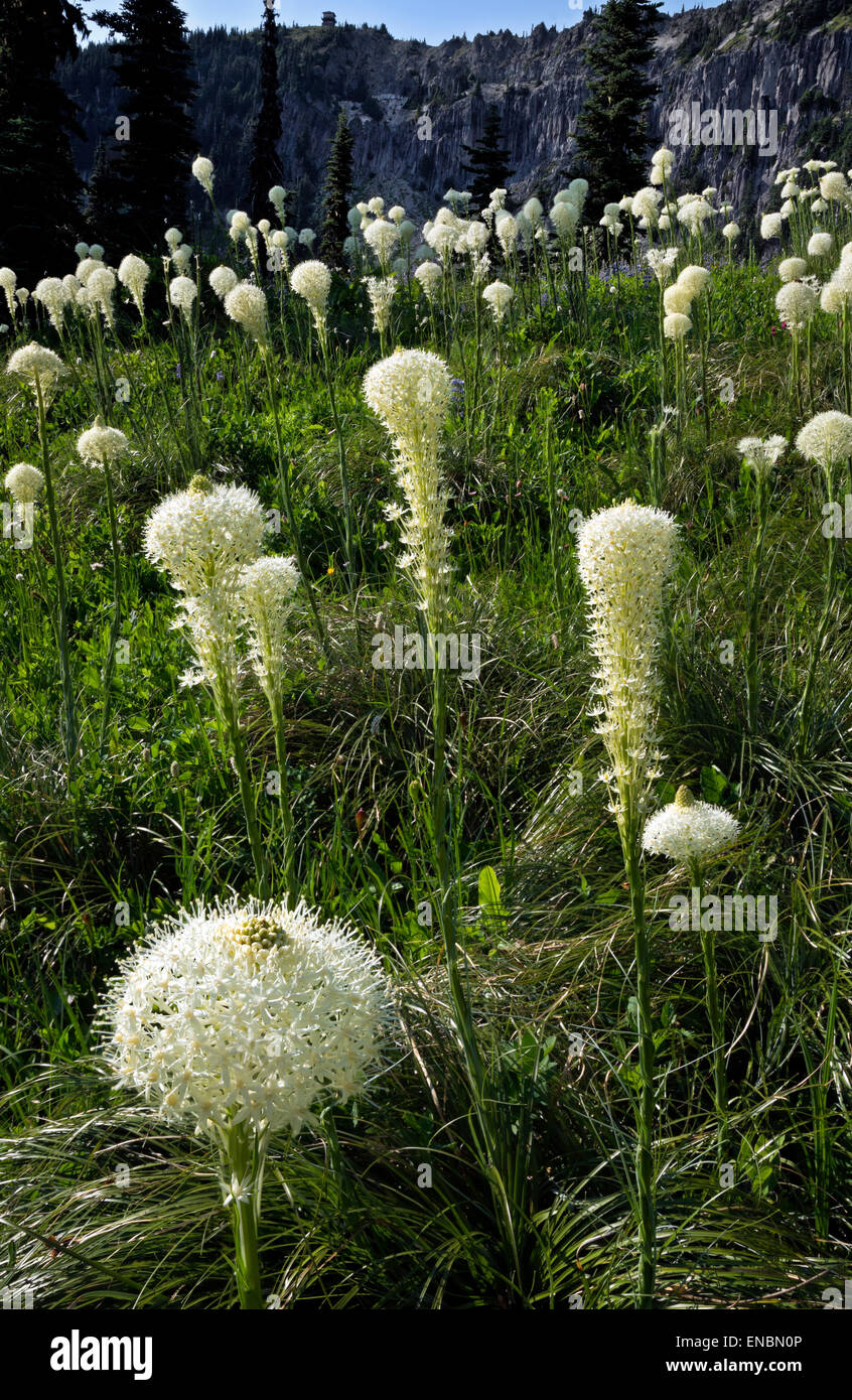 Beargrass hi-res stock photography and images - Alamy