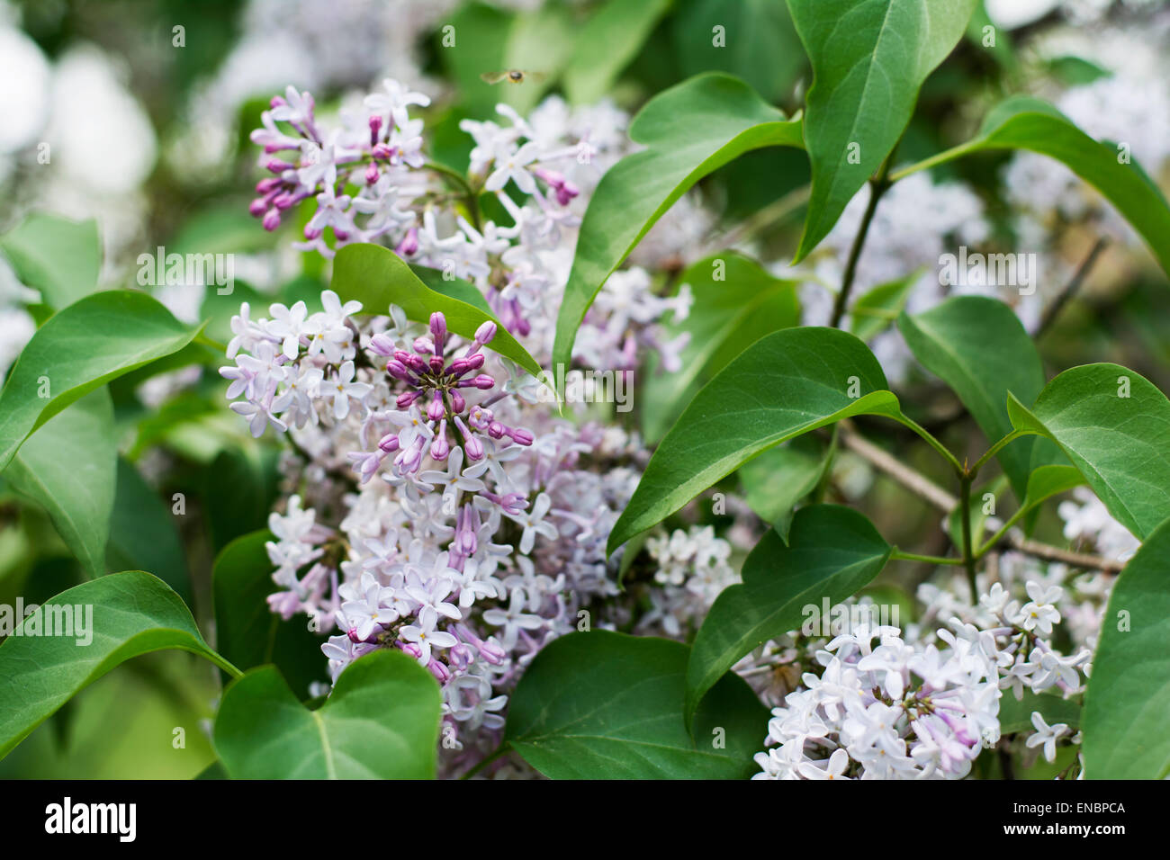 Lilac tree in the park in full blossom at springtime Stock Photo - Alamy