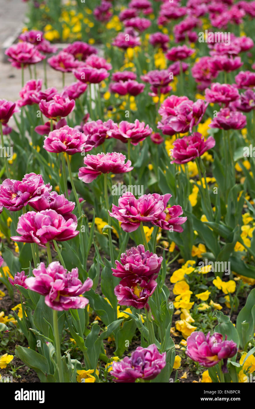 Rose Tulips Stock Photos & Rose Tulips Stock Images - Alamy
