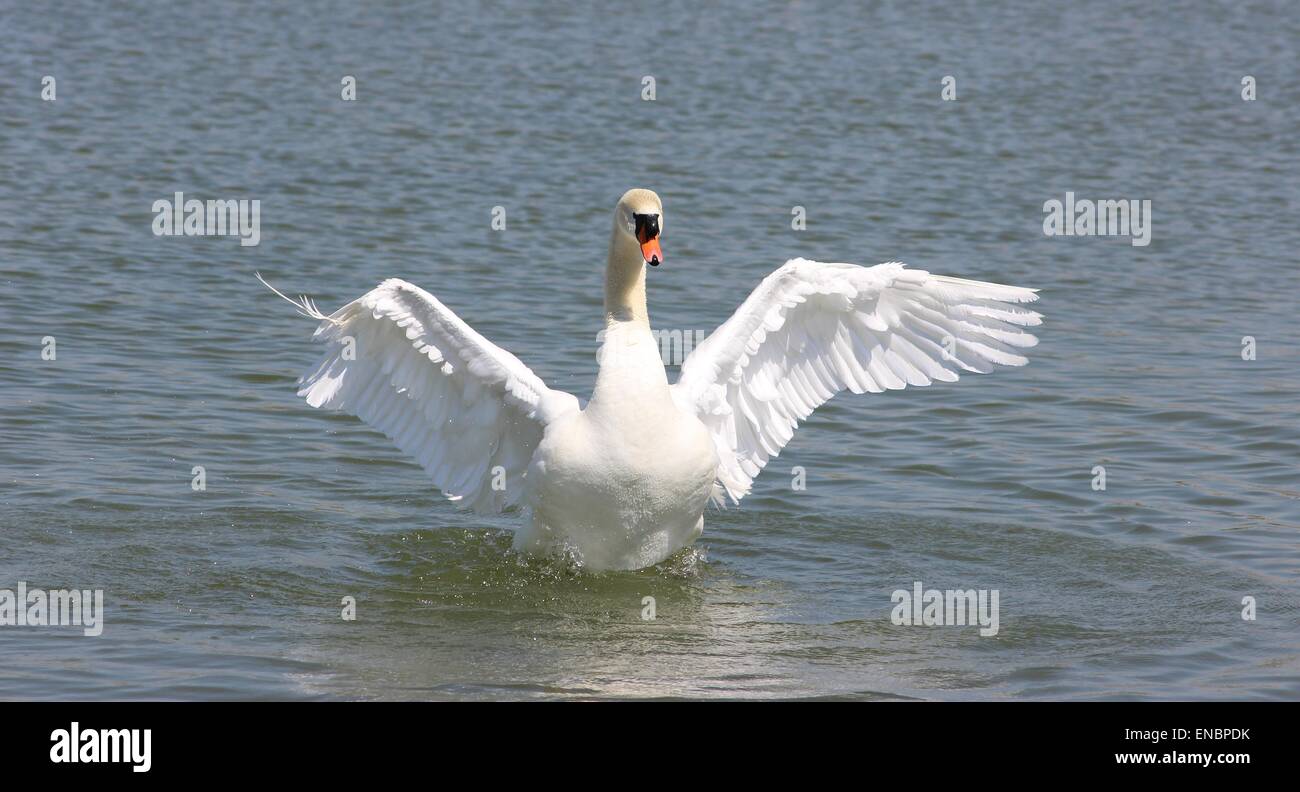 Open swan wings hi-res stock photography and images - Alamy