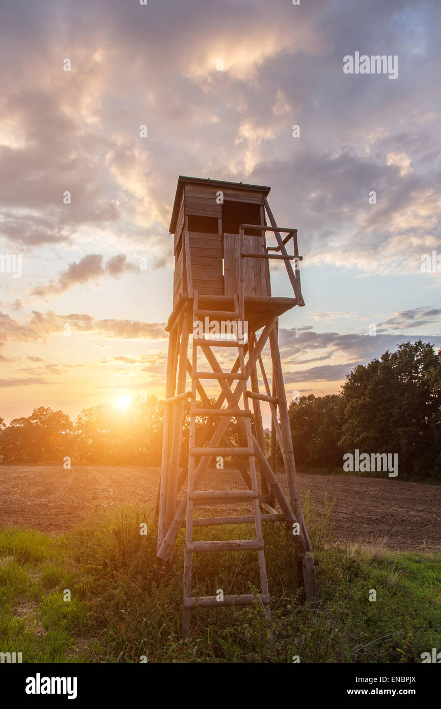 Beautiful sunset over the large green field Stock Photo - Alamy