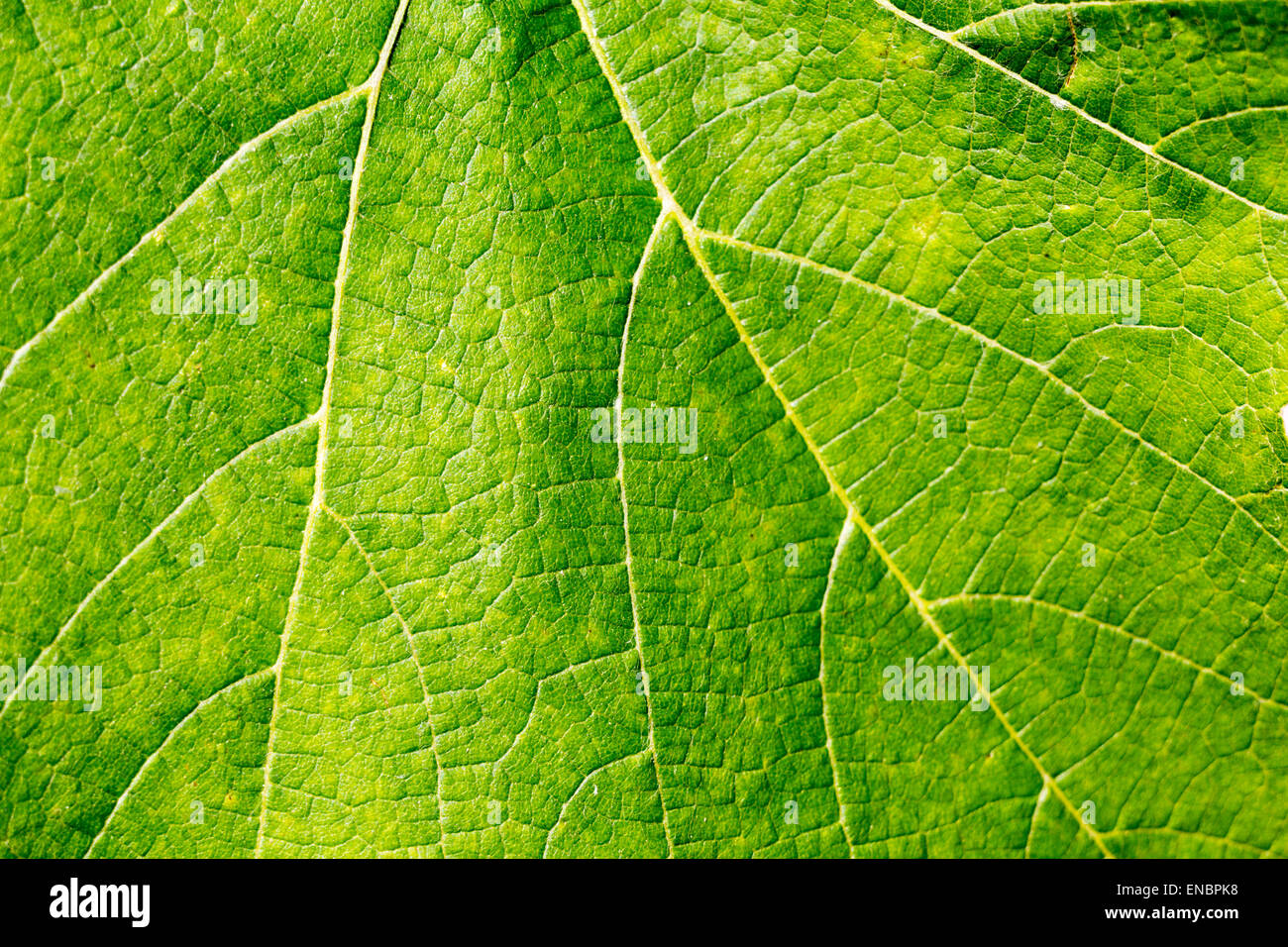 Single grape leaf in the close macro Stock Photo - Alamy
