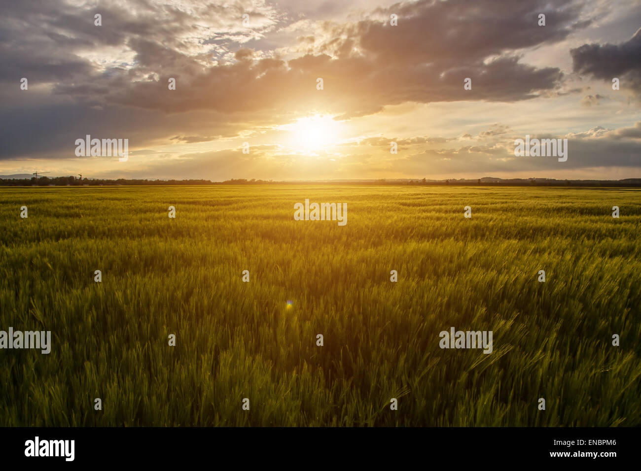 Beautiful sunset over the large green field Stock Photo - Alamy