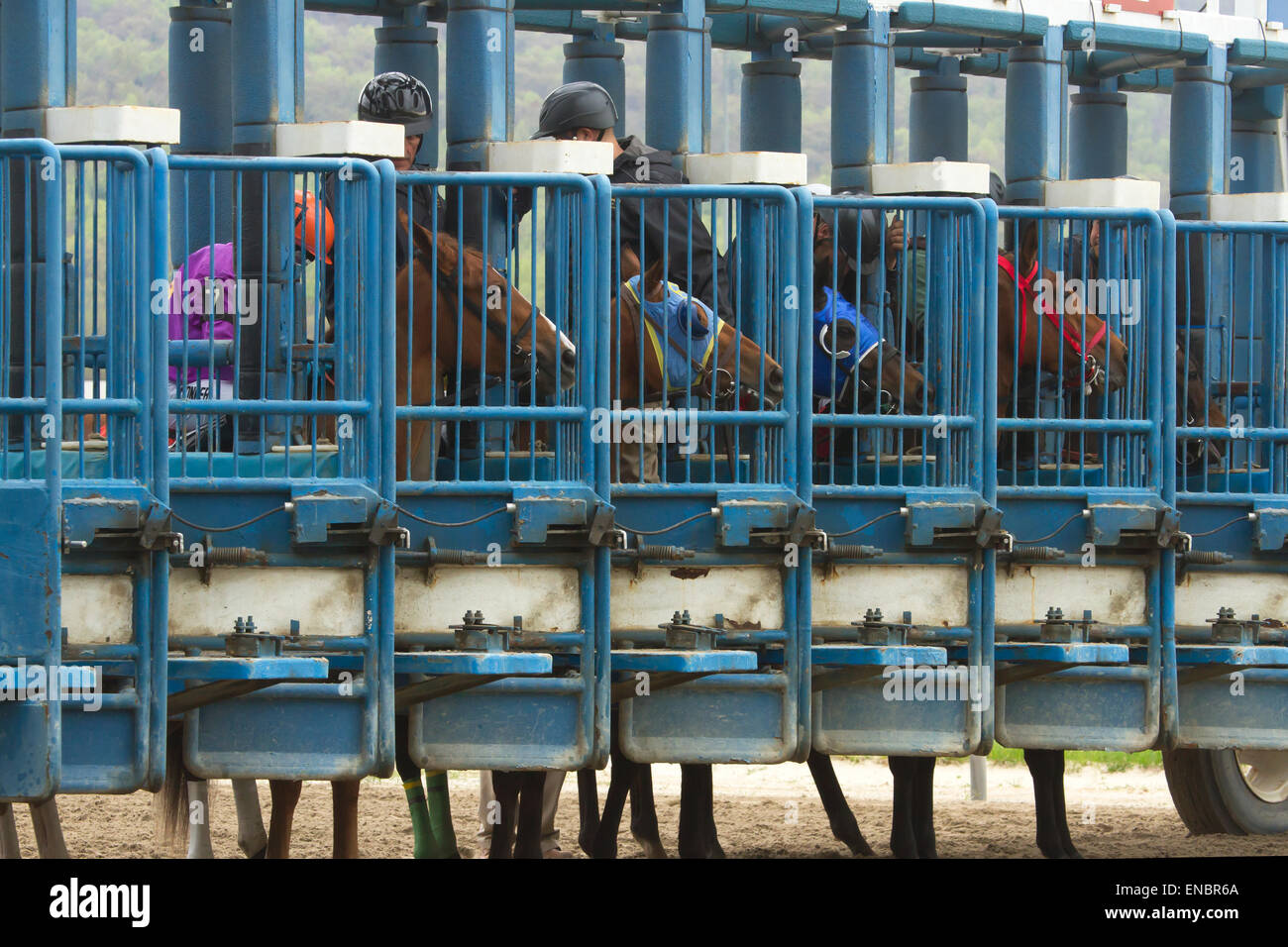 Race horses starting gate hi-res stock photography and images - Alamy