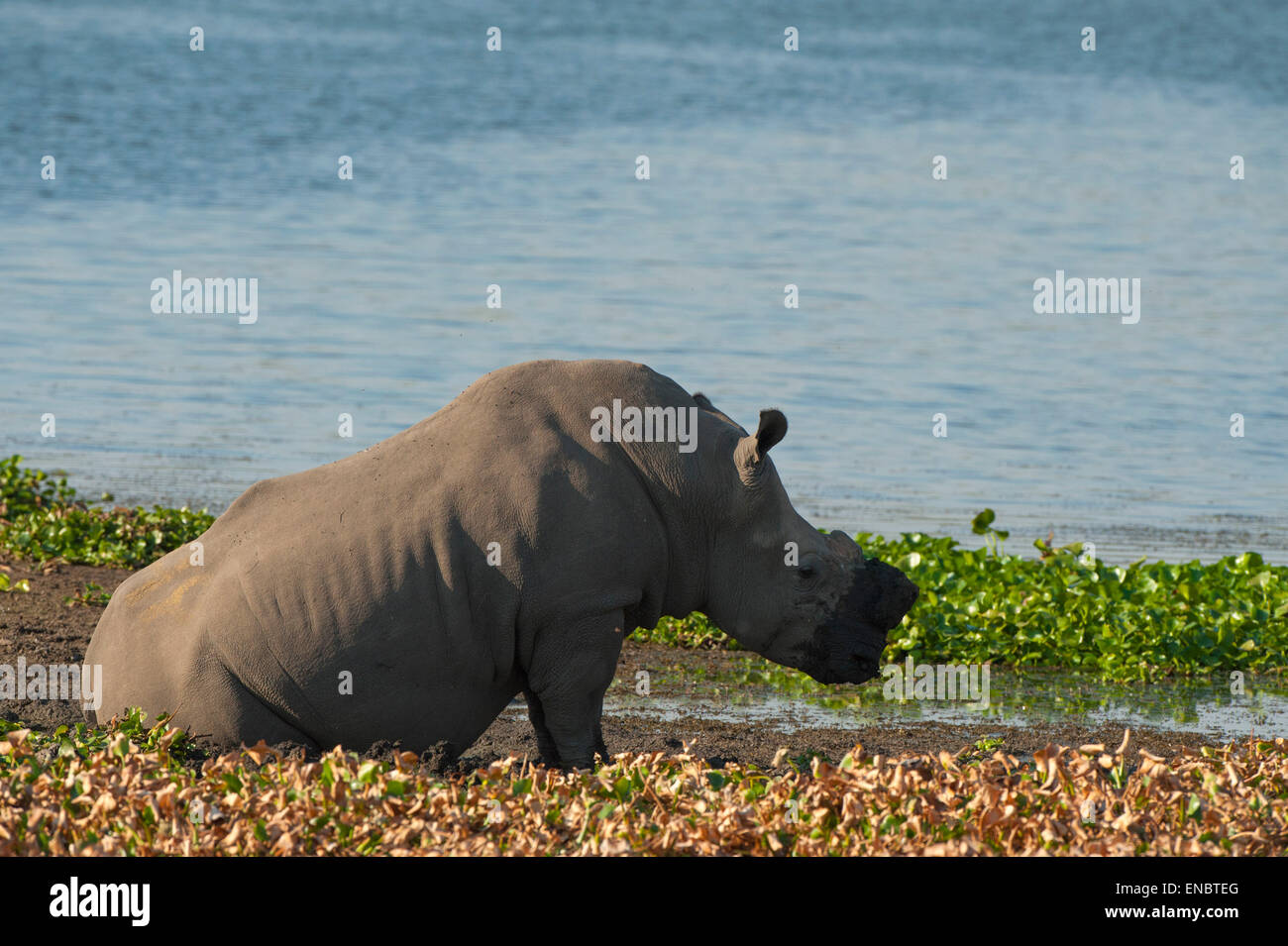 White rhinoceros mud wallow hi-res stock photography and images - Alamy