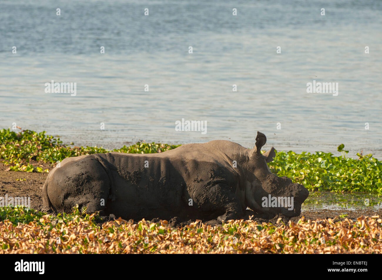 White rhinoceros mud wallow hi-res stock photography and images - Alamy