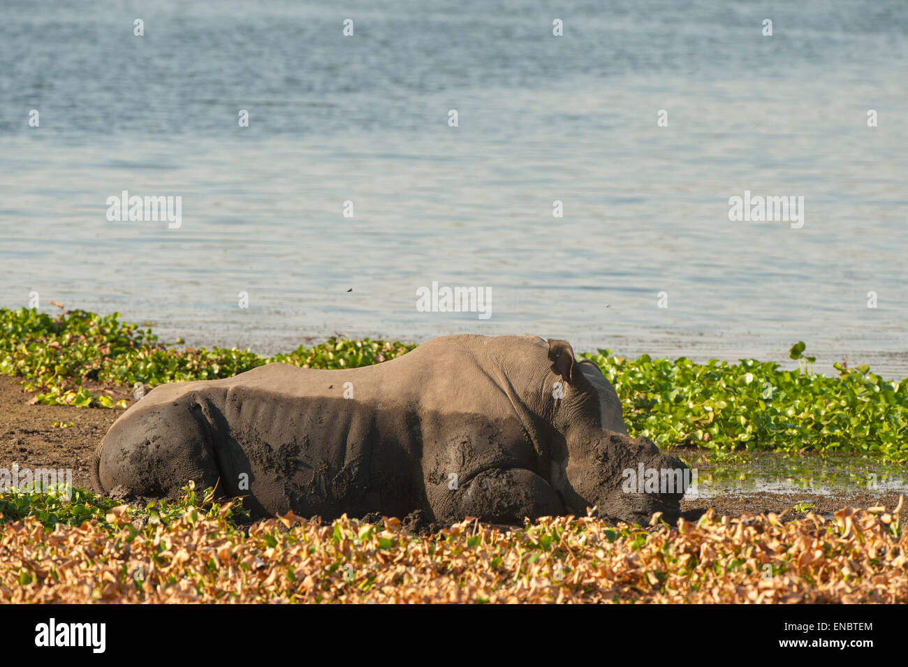 White rhinoceros mud wallow hi-res stock photography and images - Alamy
