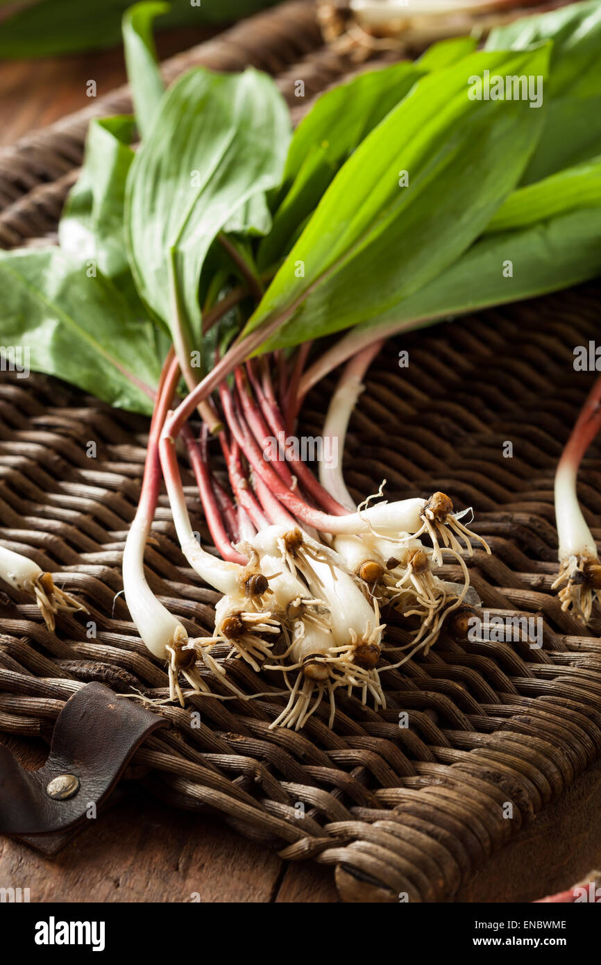 Ramps Vegetable Stock Photos & Ramps Vegetable Stock Images - Alamy