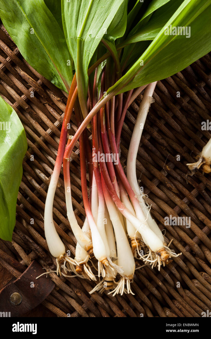 Raw Organic Green Ramps Ready to Cook With Stock Photo - Alamy
