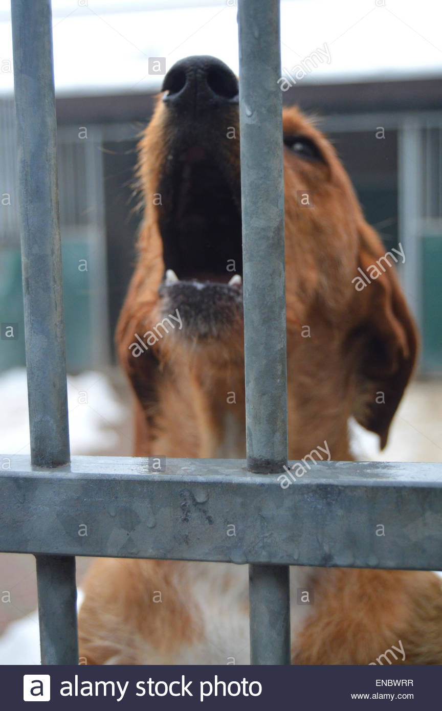 Sad Dog Cage Stock Photos & Sad Dog Cage Stock Images - Alamy