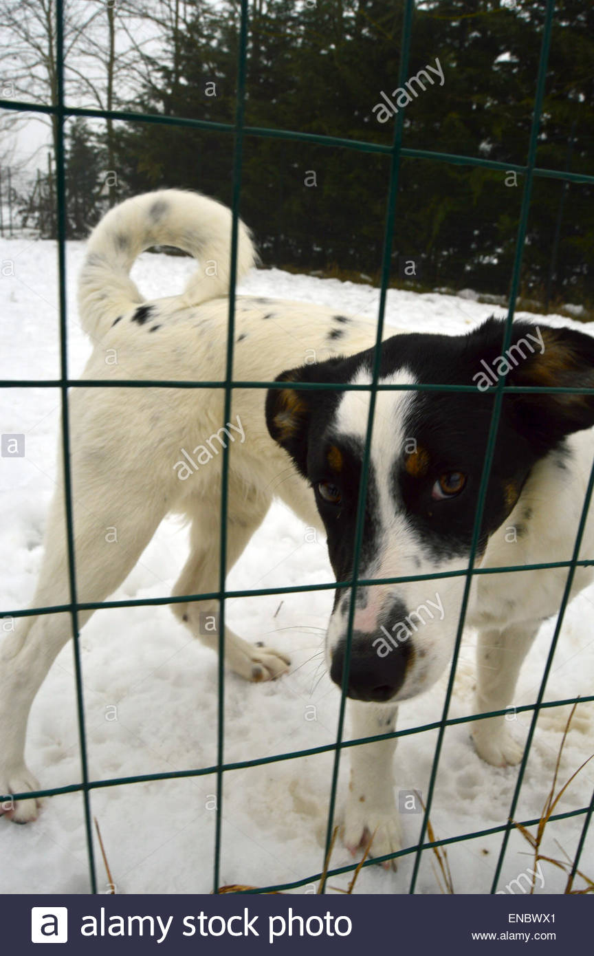 Sad Dog Cage Stock Photos & Sad Dog Cage Stock Images - Alamy