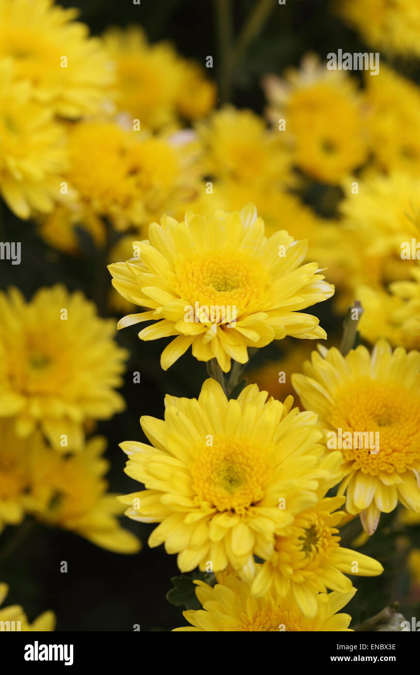 beautiful Chrysanthemum flower blooming in the garden Stock Photo - Alamy