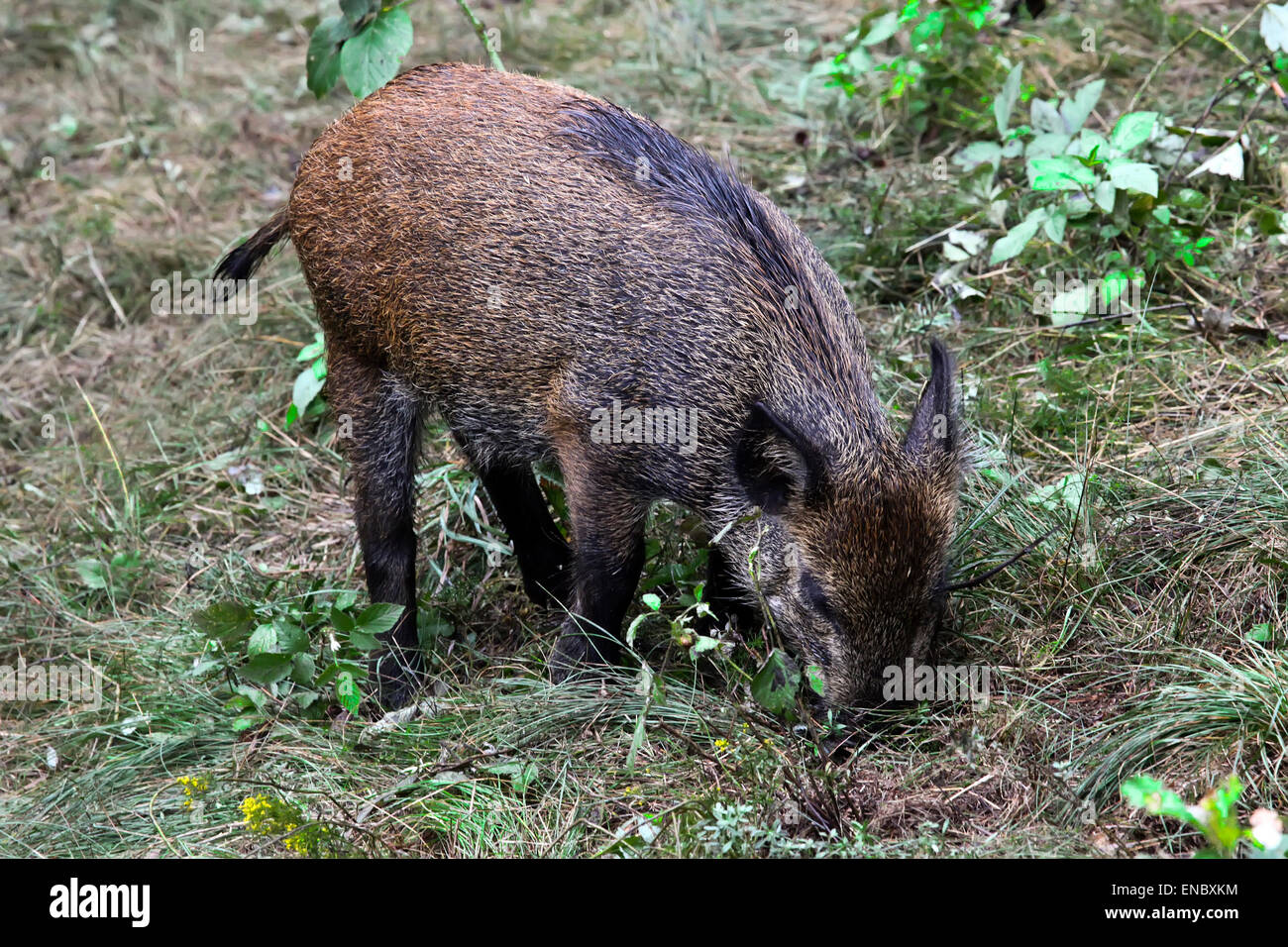 Wild pig in the forest Stock Photo - Alamy