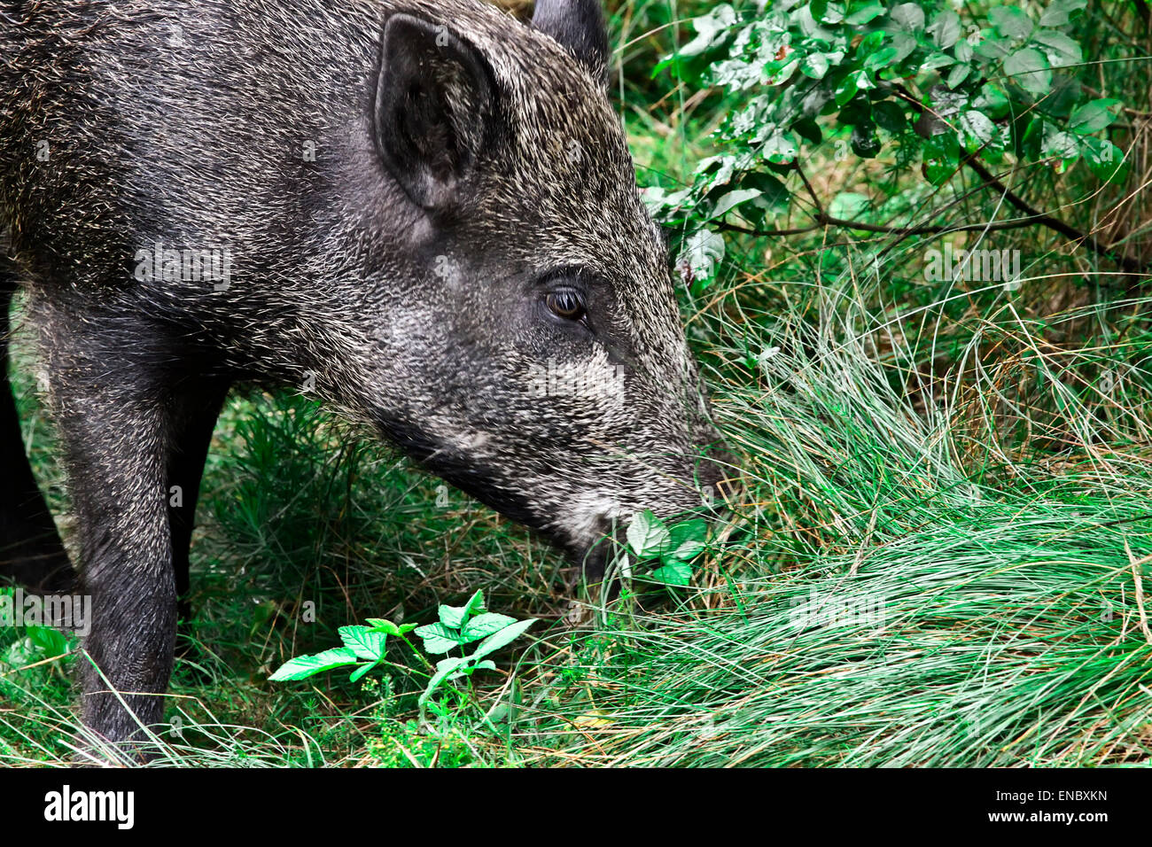 Wild pig in the forest Stock Photo - Alamy