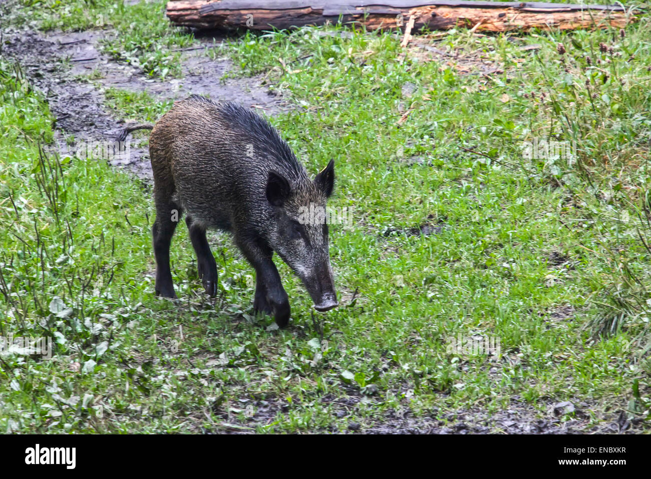 Wild pig in the forest Stock Photo - Alamy