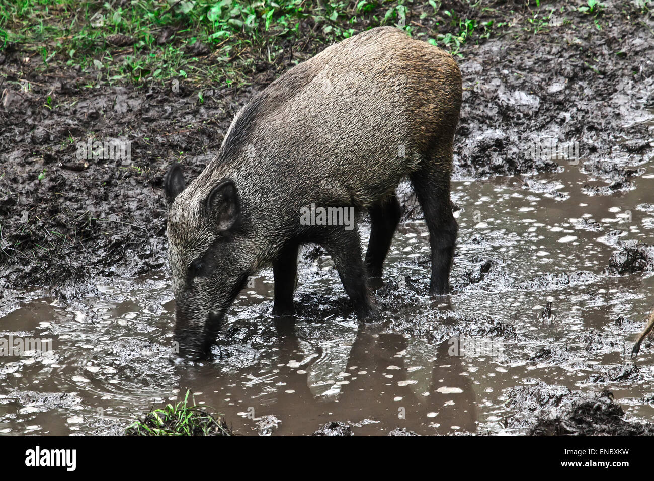Wild pig in the forest Stock Photo - Alamy