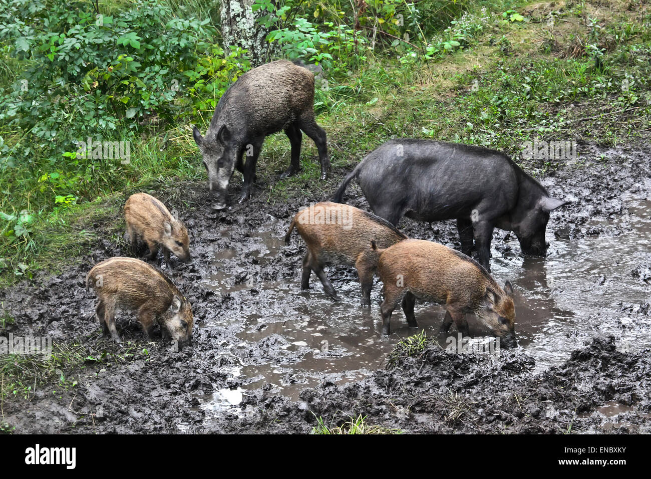 Wild pig in the forest Stock Photo - Alamy