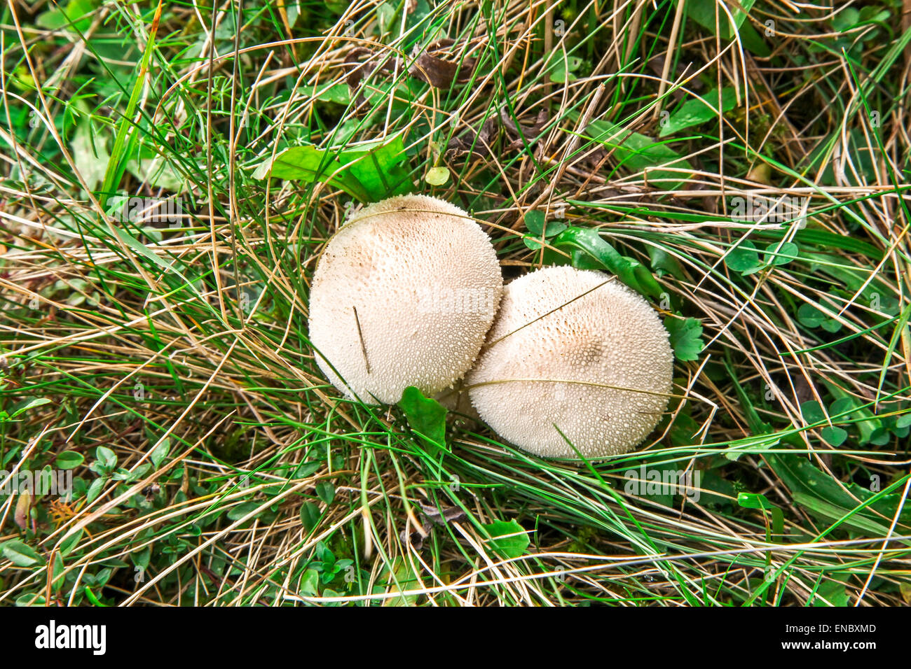 Puffball fungus toadstool round hi-res stock photography and images - Alamy