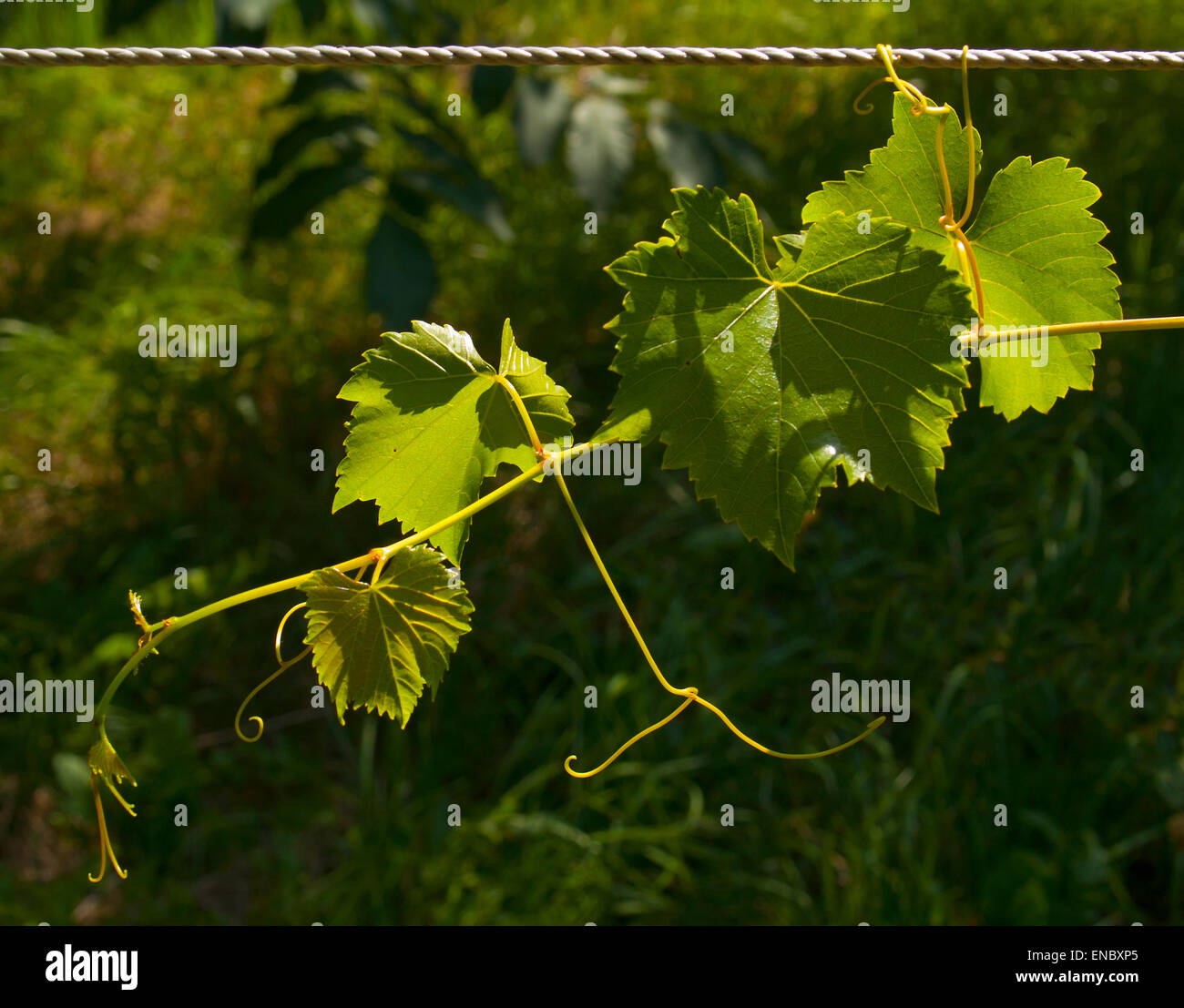 Vine winds its way along the rope Stock Photo - Alamy