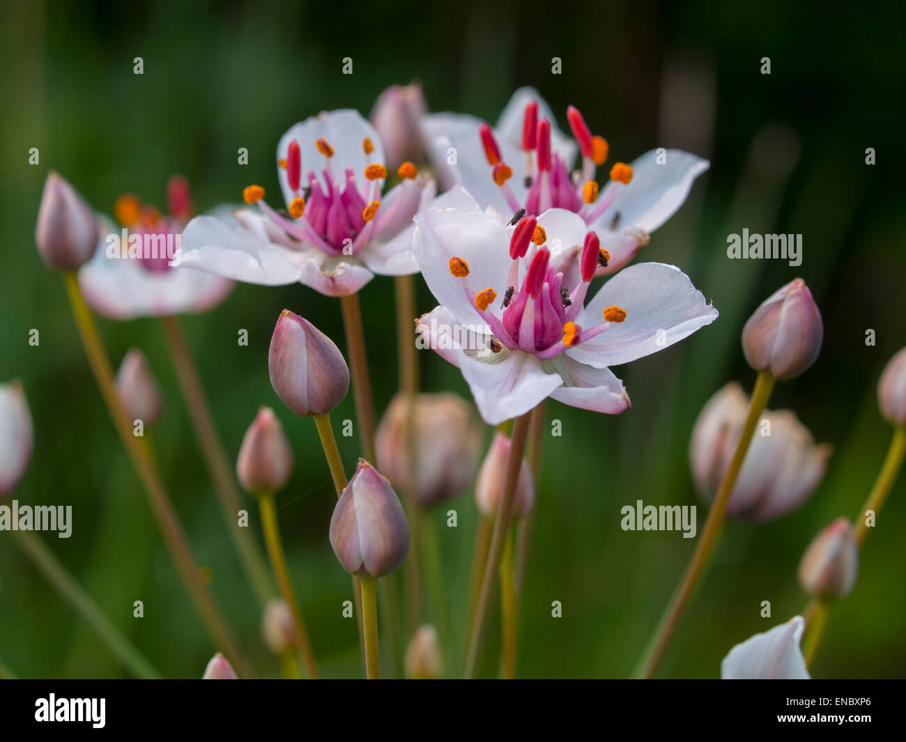 Plant flowering rush (Butomus umbellatus) with inflorescence and ...