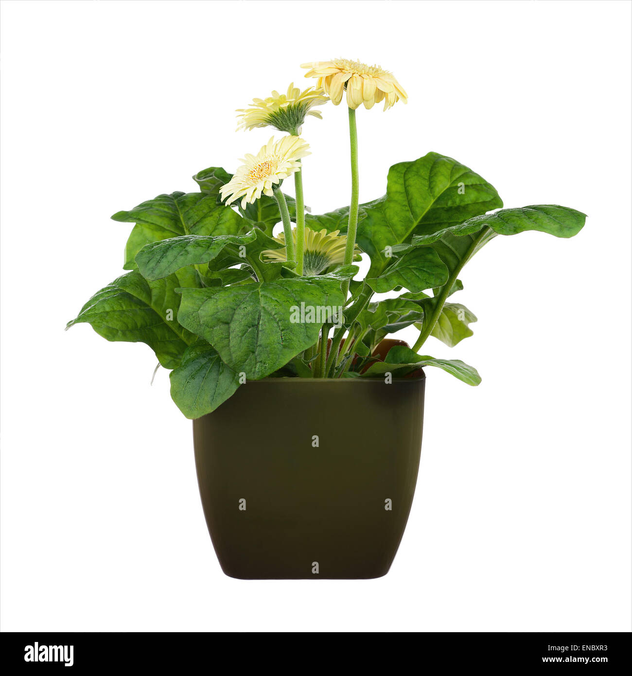 Gerbera flowers in dark green pot isolated on white background. Closeup ...