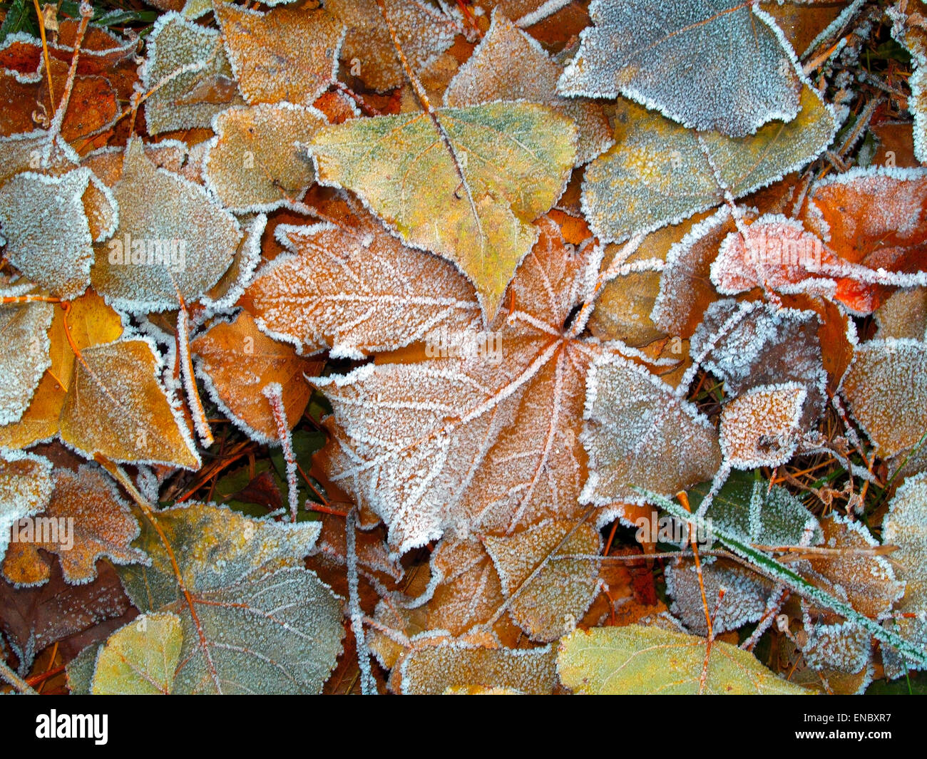 Pyramidalis tree hi-res stock photography and images - Alamy