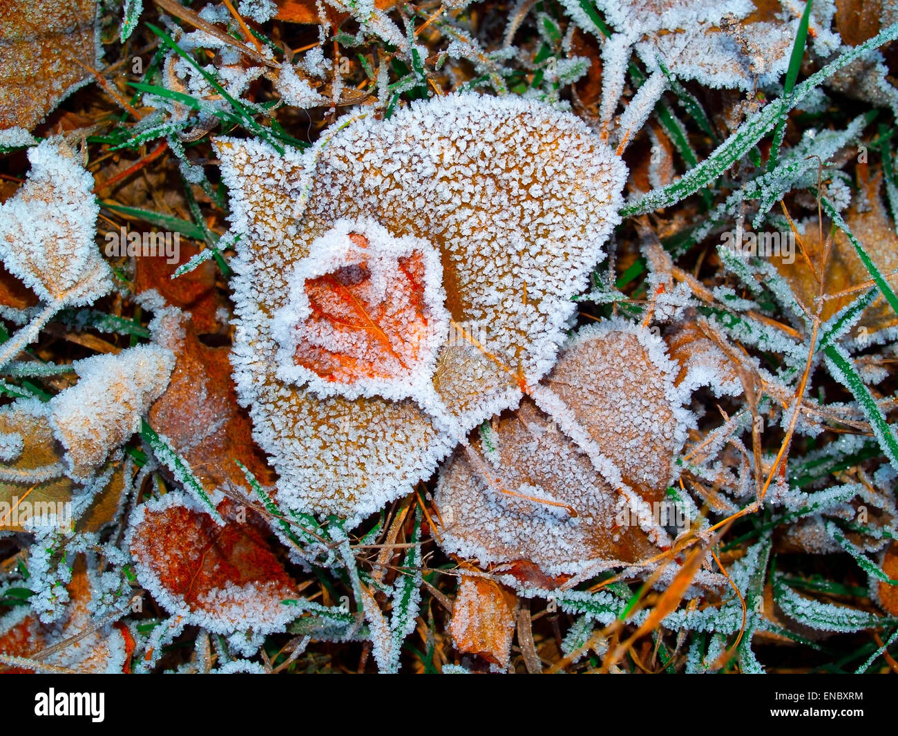 Water poplar forest hi-res stock photography and images - Alamy