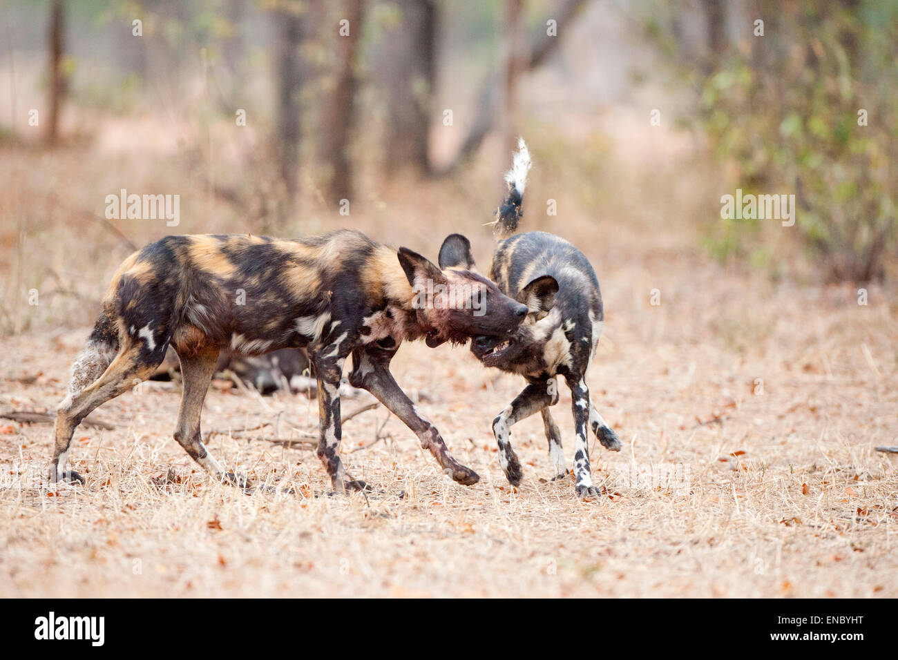African hunting dog pack hi-res stock photography and images - Alamy