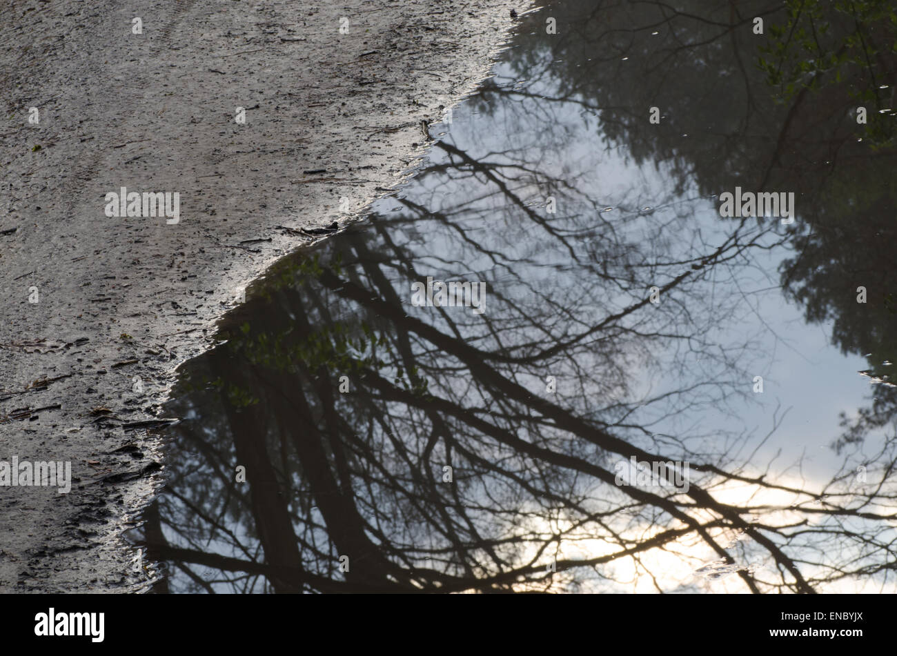 Puddle rain forest hi-res stock photography and images - Alamy
