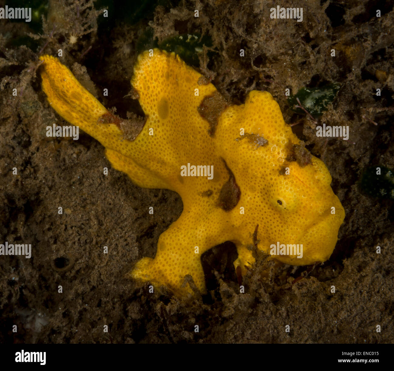 Yellow baby frogfish on a coral Stock Photo - Alamy