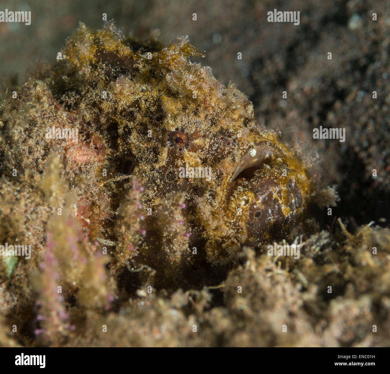 Shaggy frogfish hi-res stock photography and images - Alamy