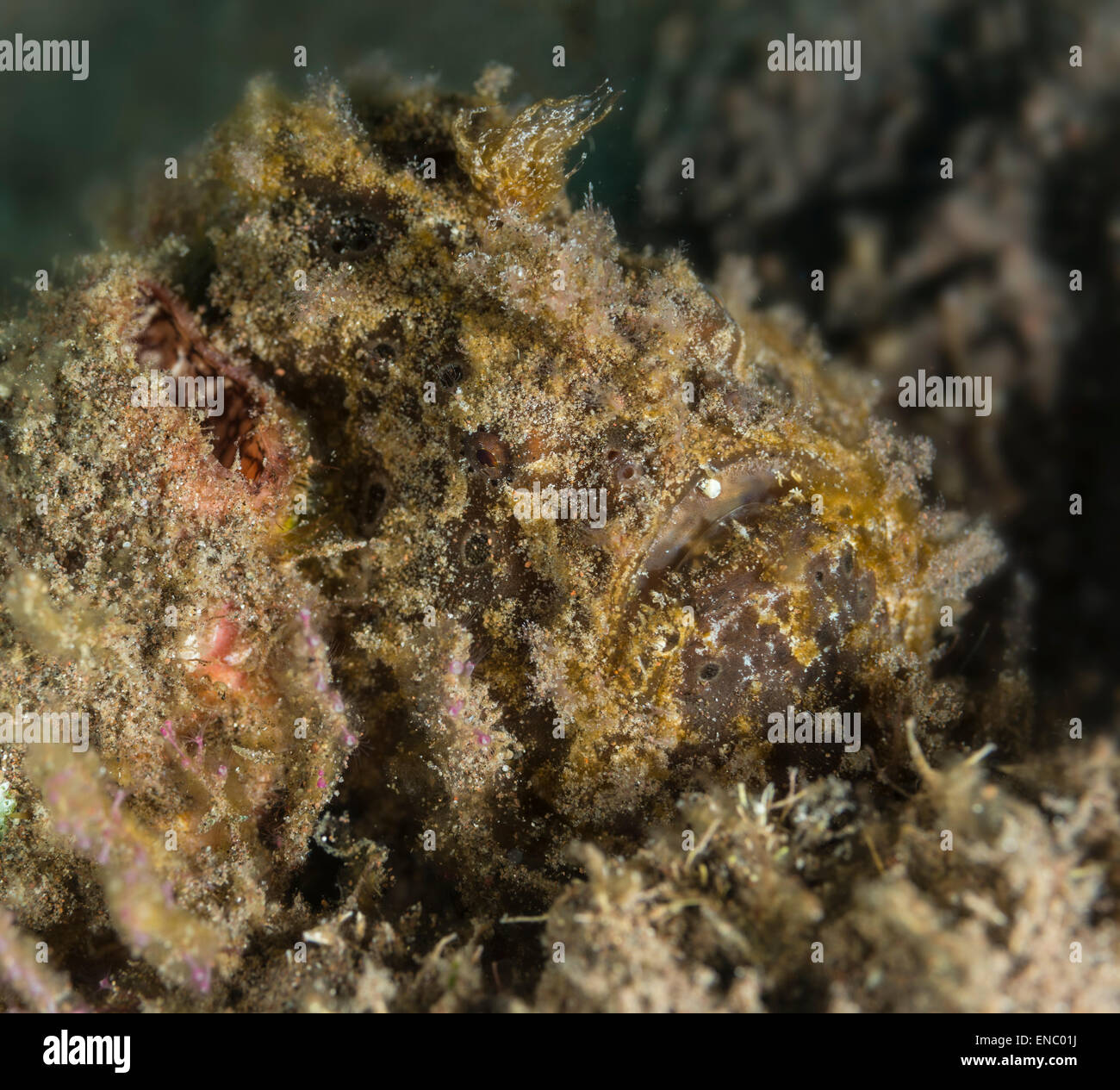 Shaggy frogfish hi-res stock photography and images - Alamy