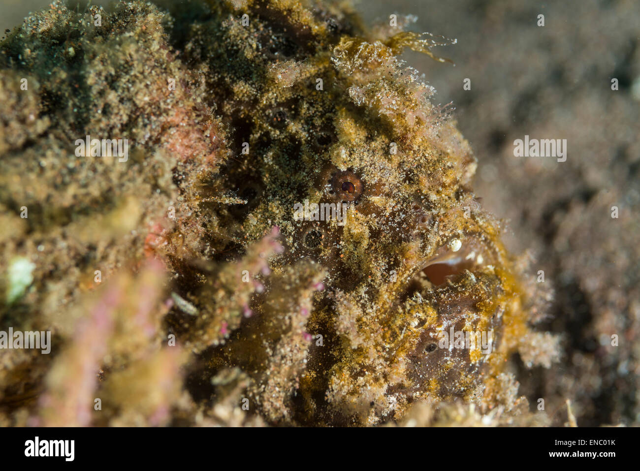 Shaggy frogfish hiding in plain sight Stock Photo - Alamy